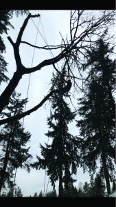 Andy's Tree Services Inc. - Greater Seattle Area