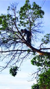 Andy's Tree Services Inc. - Greater Seattle Area